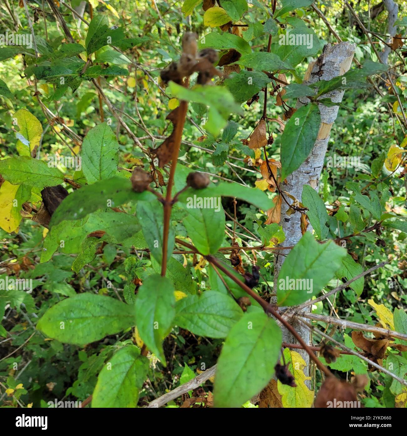 twinberry honeysuckle (Lonicera involucrata Stock Photo - Alamy