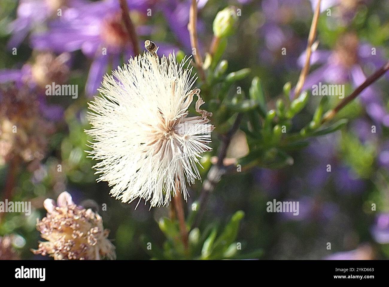 Fine Felicia (Felicia filifolia Stock Photo - Alamy