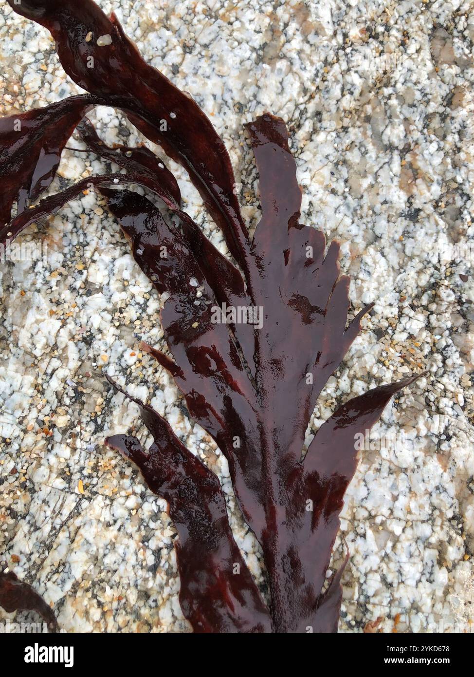 red sea leaf (Erythrophyllum delesserioides Stock Photo - Alamy