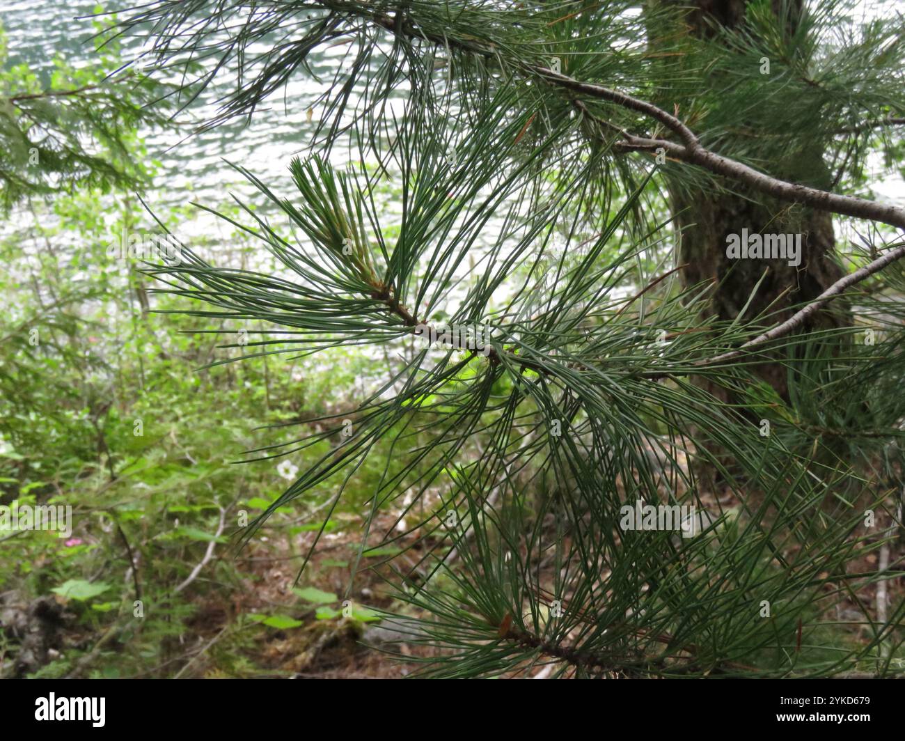 western white pine (Pinus monticola Stock Photo - Alamy