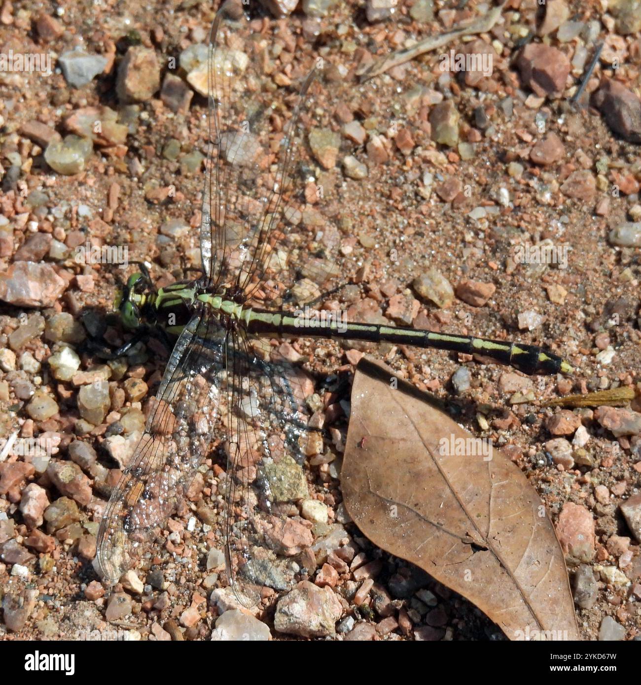 Black-shouldered Spinyleg (Dromogomphus spinosus Stock Photo - Alamy