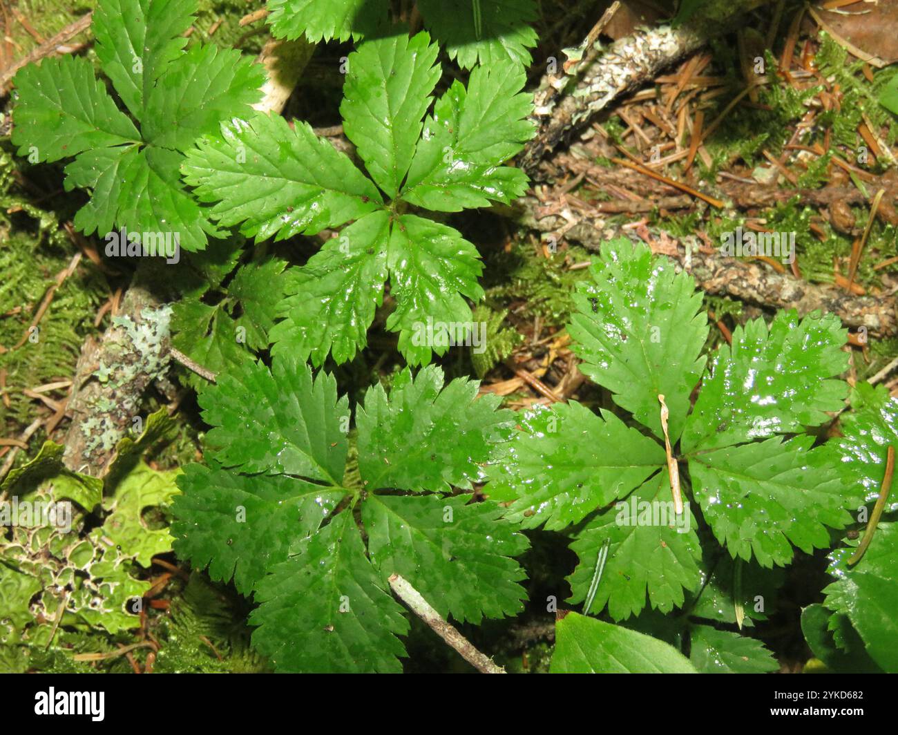 Rubus pedatus hi-res stock photography and images - Alamy