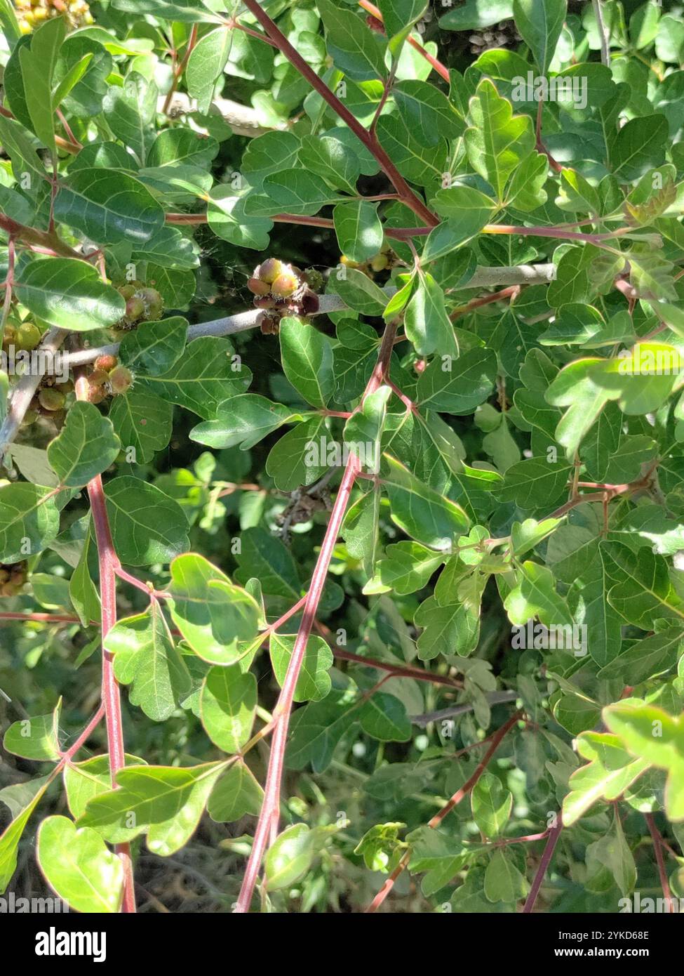 fragrant sumac (Rhus aromatica Stock Photo - Alamy