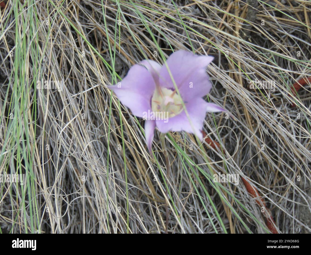 Sagebrush Mariposa Lily (Calochortus macrocarpus Stock Photo - Alamy