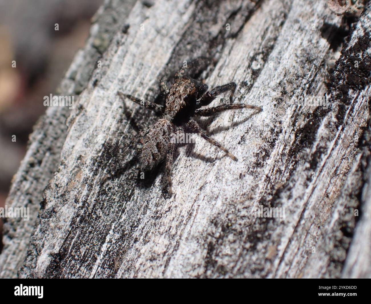 California Flattened Jumping Spider (Platycryptus californicus Stock ...