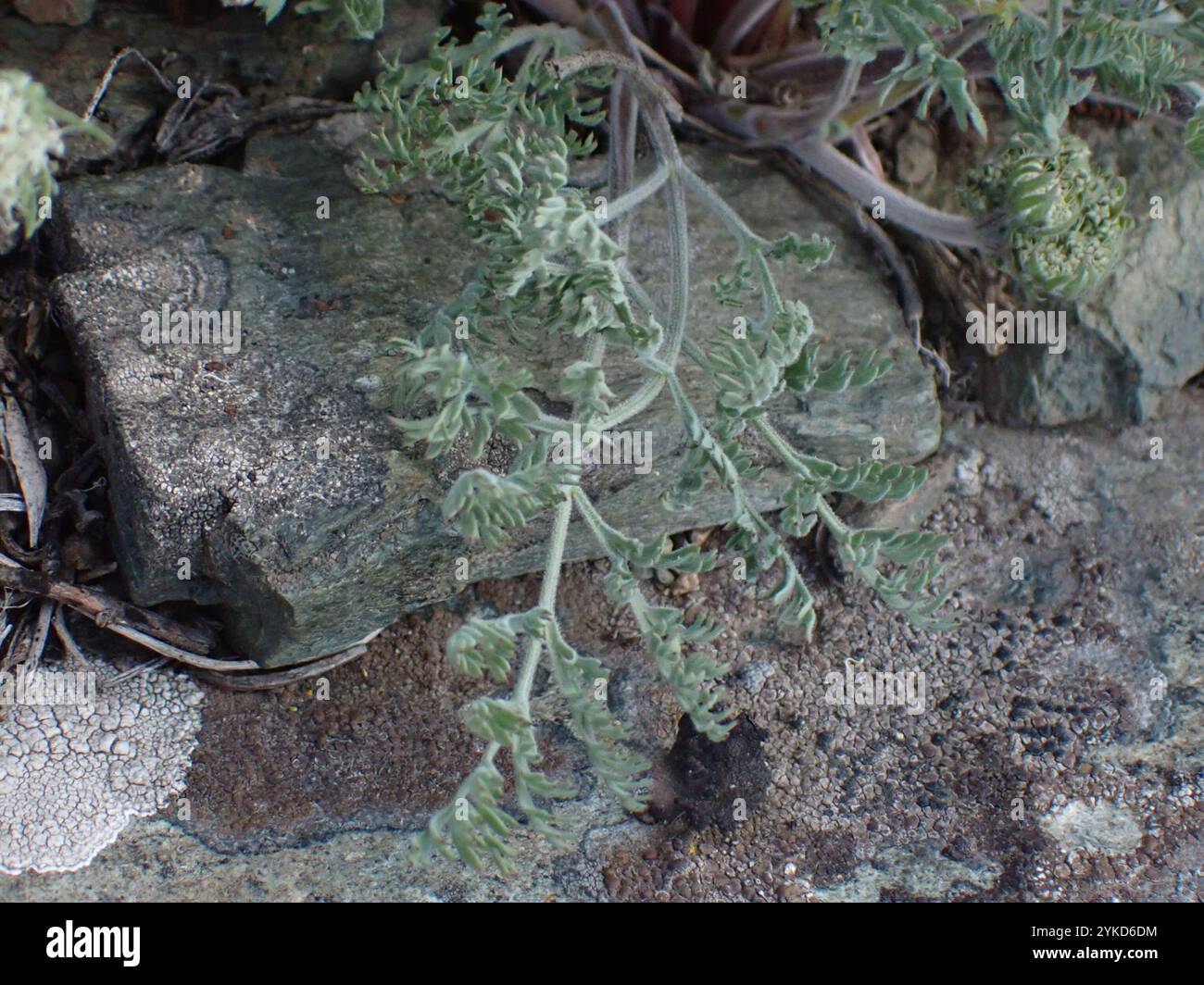 Bigseed hi-res stock photography and images - Alamy