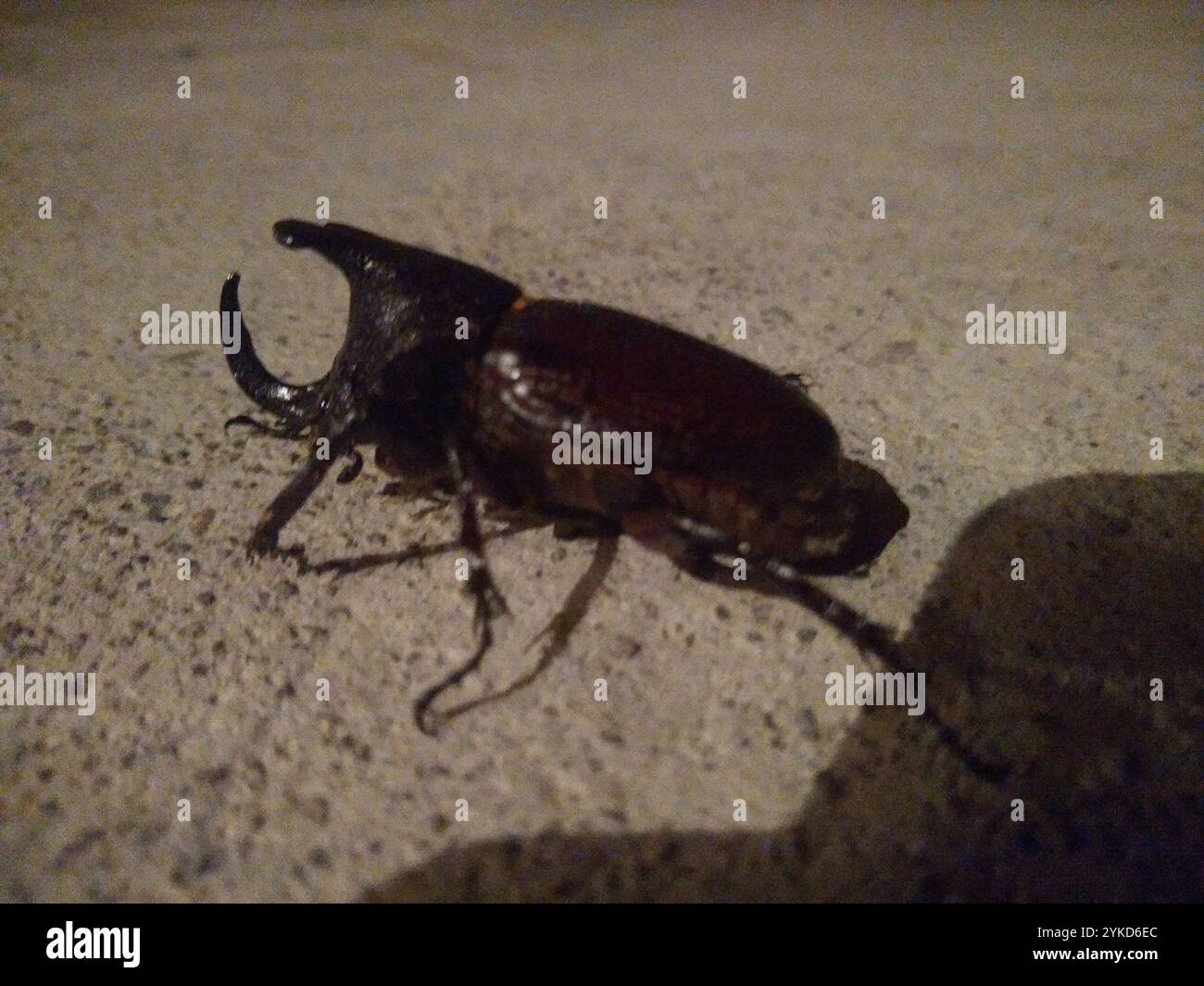 Coelosis hi-res stock photography and images - Alamy