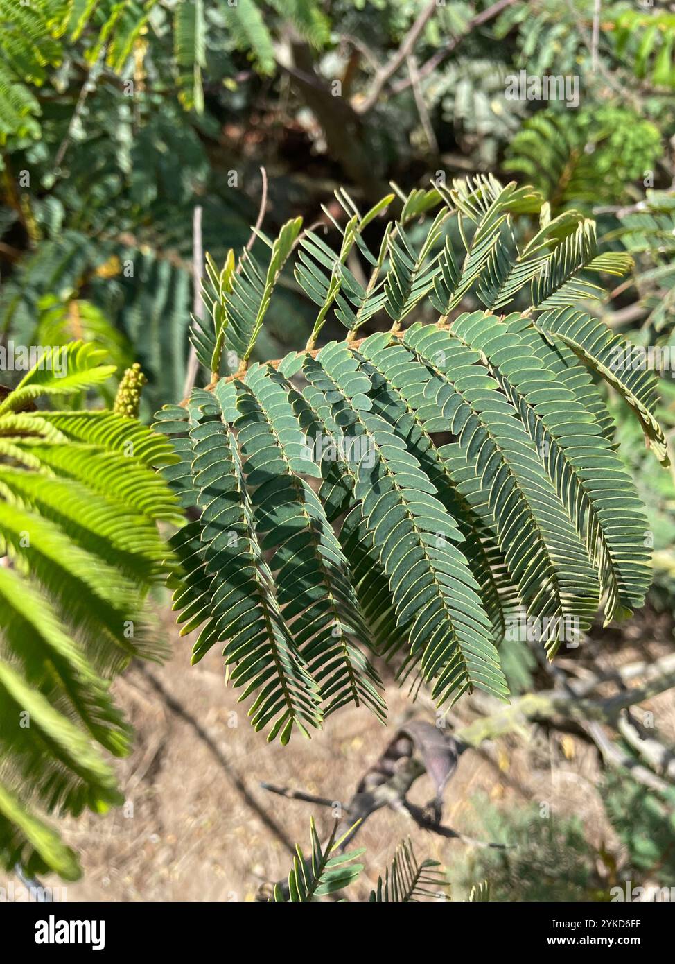 Plume Albizia (Paraserianthes lophantha Stock Photo - Alamy