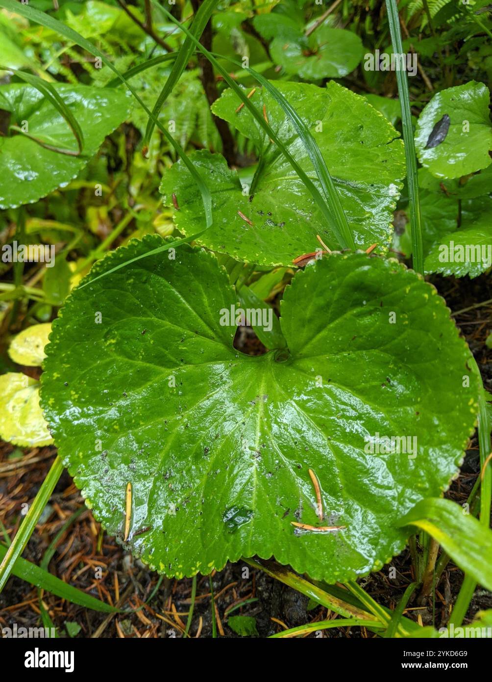 Deer-cabbage (Nephrophyllidium crista-galli Stock Photo - Alamy