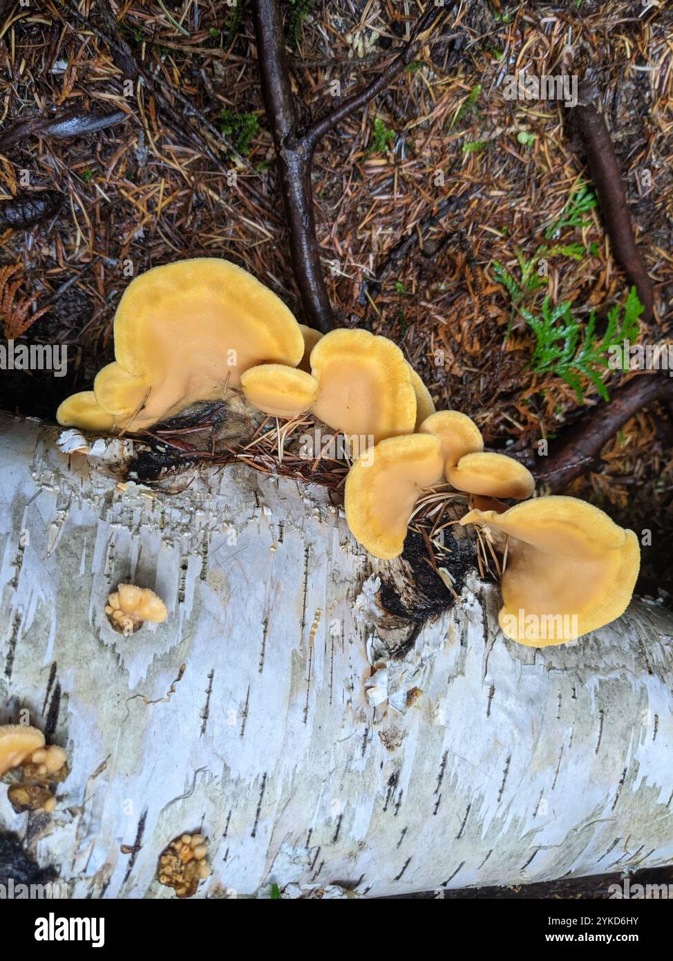 Stinking Orange Oyster (Phyllotopsis nidulans Stock Photo - Alamy