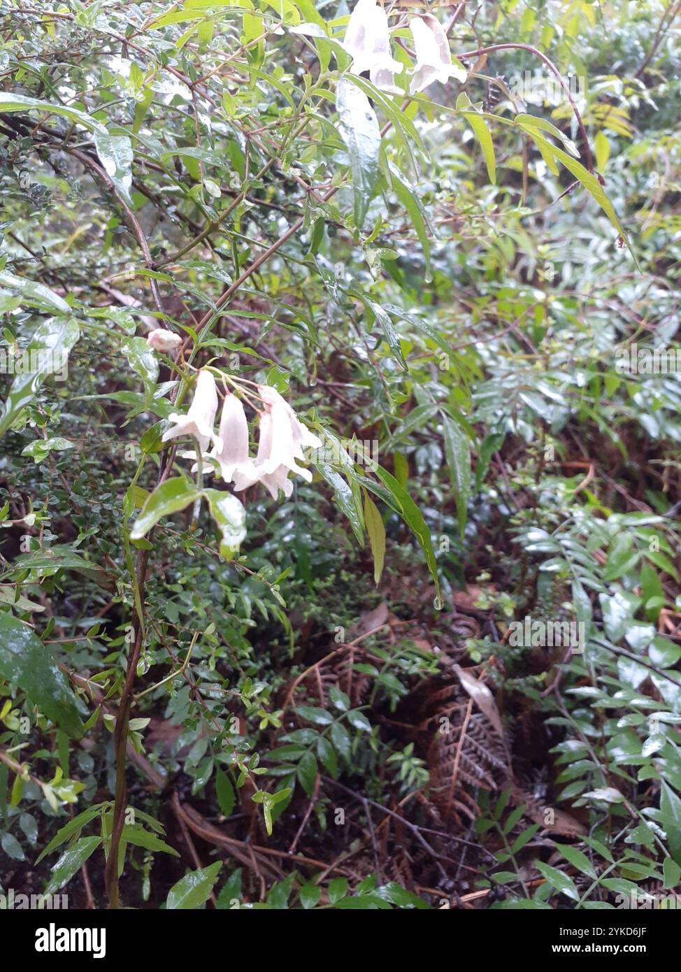 Wonga wonga vine hi-res stock photography and images - Alamy