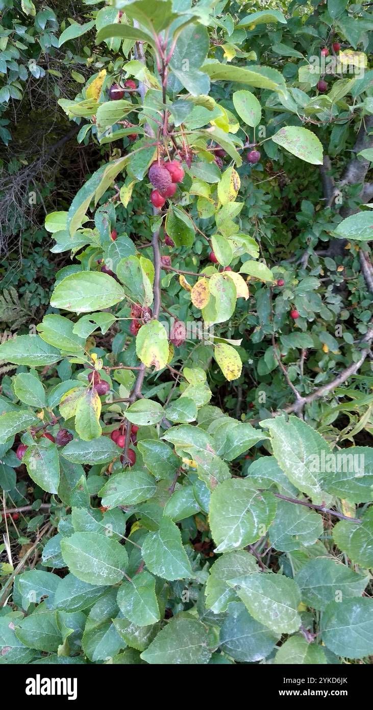 Siberian crabapple (Malus baccata Stock Photo - Alamy