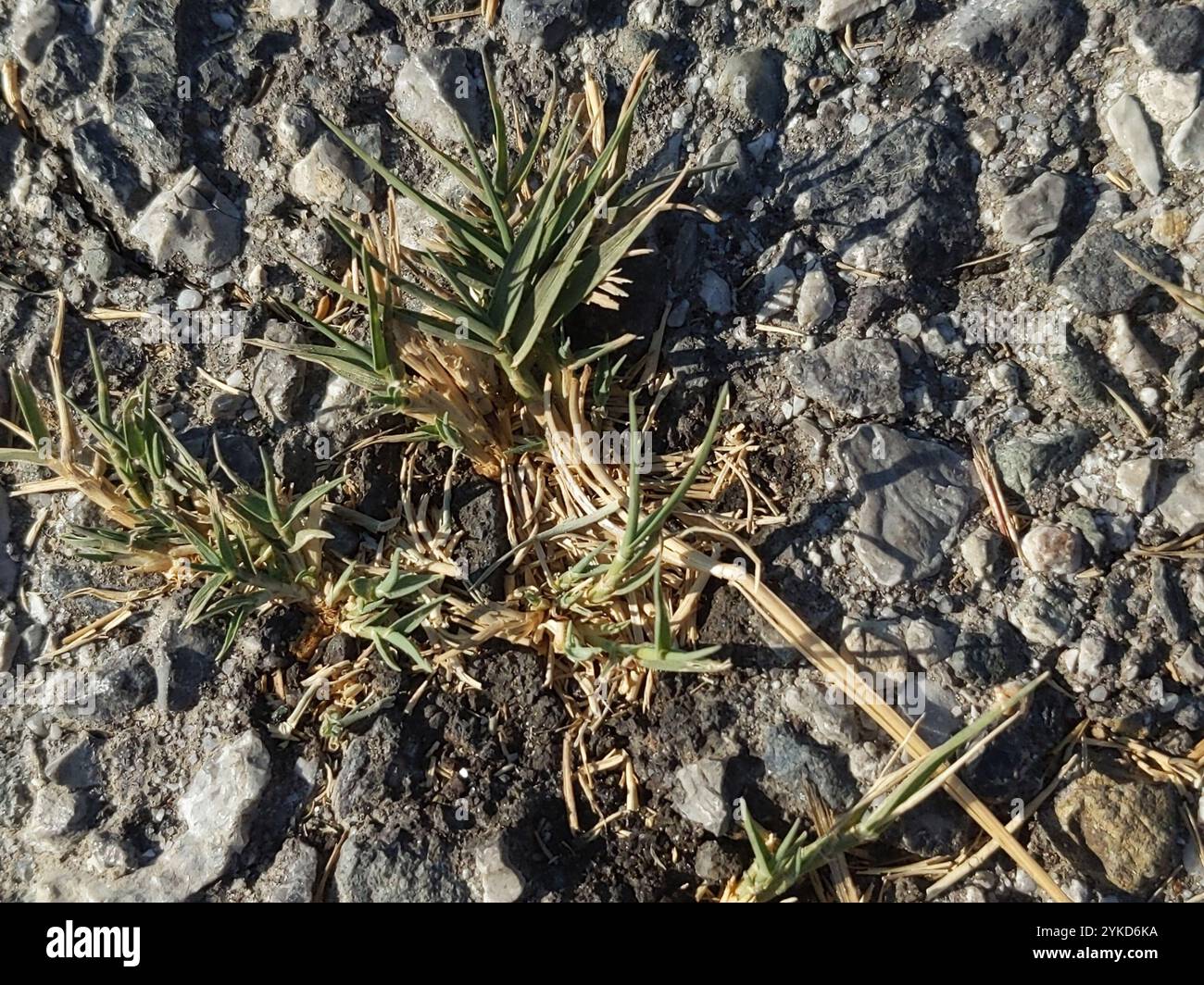 Saltgrass (Distichlis spicata Stock Photo - Alamy