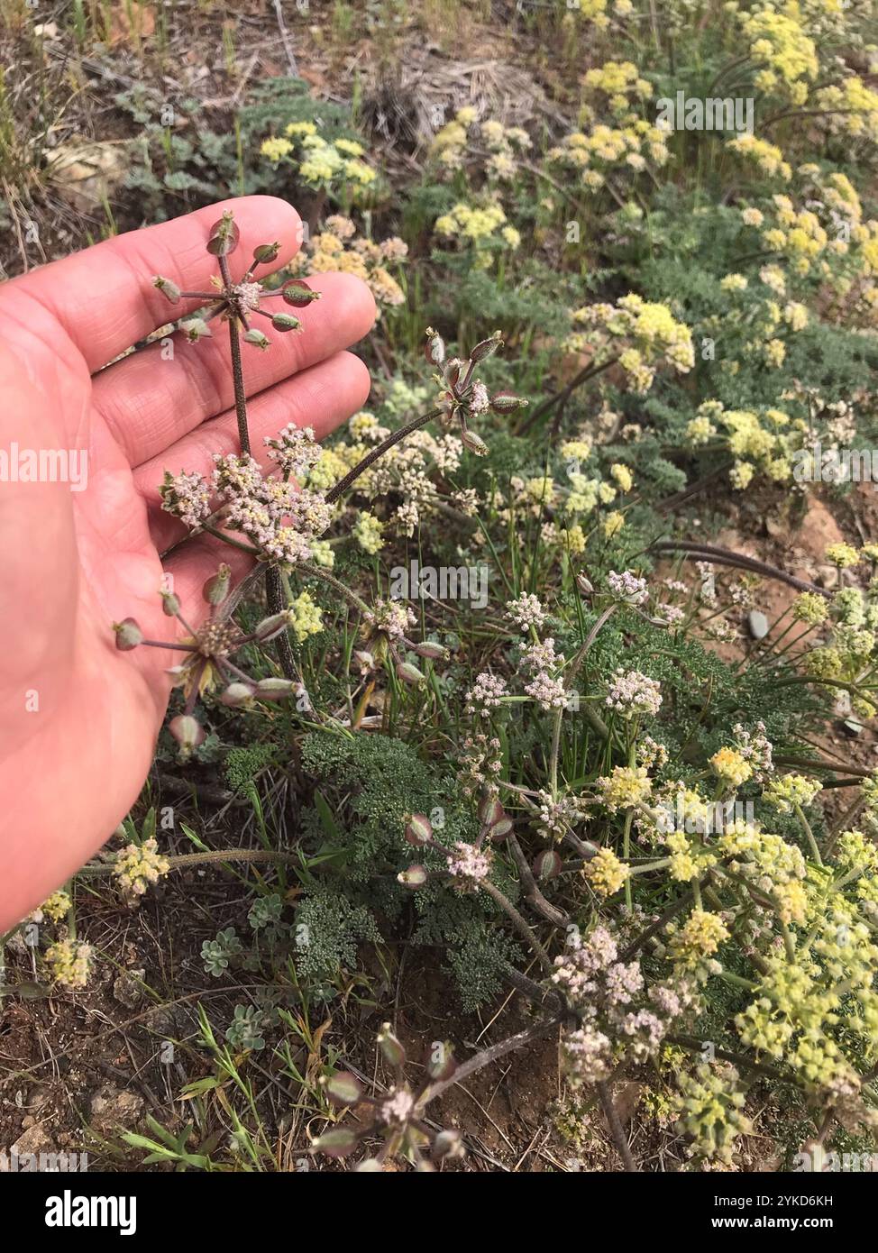 Lomatium dasycarpum hi-res stock photography and images - Alamy