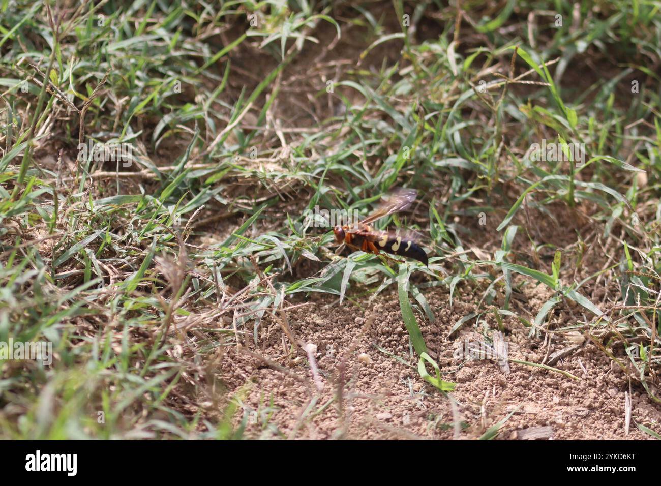 Eastern Cicada-killer Wasp (Sphecius speciosus Stock Photo - Alamy