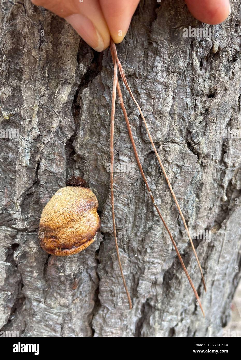 Cryptoporus hi-res stock photography and images - Alamy
