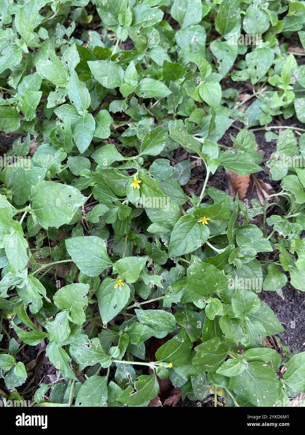straggler daisy (Calyptocarpus vialis Stock Photo - Alamy
