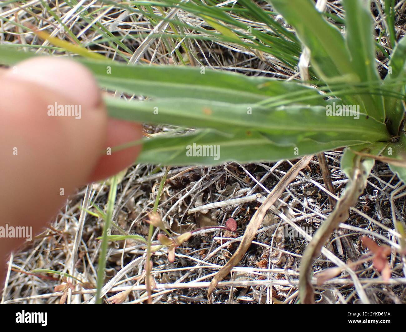 sagebrush false-dandelion (Nothocalais troximoides Stock Photo - Alamy