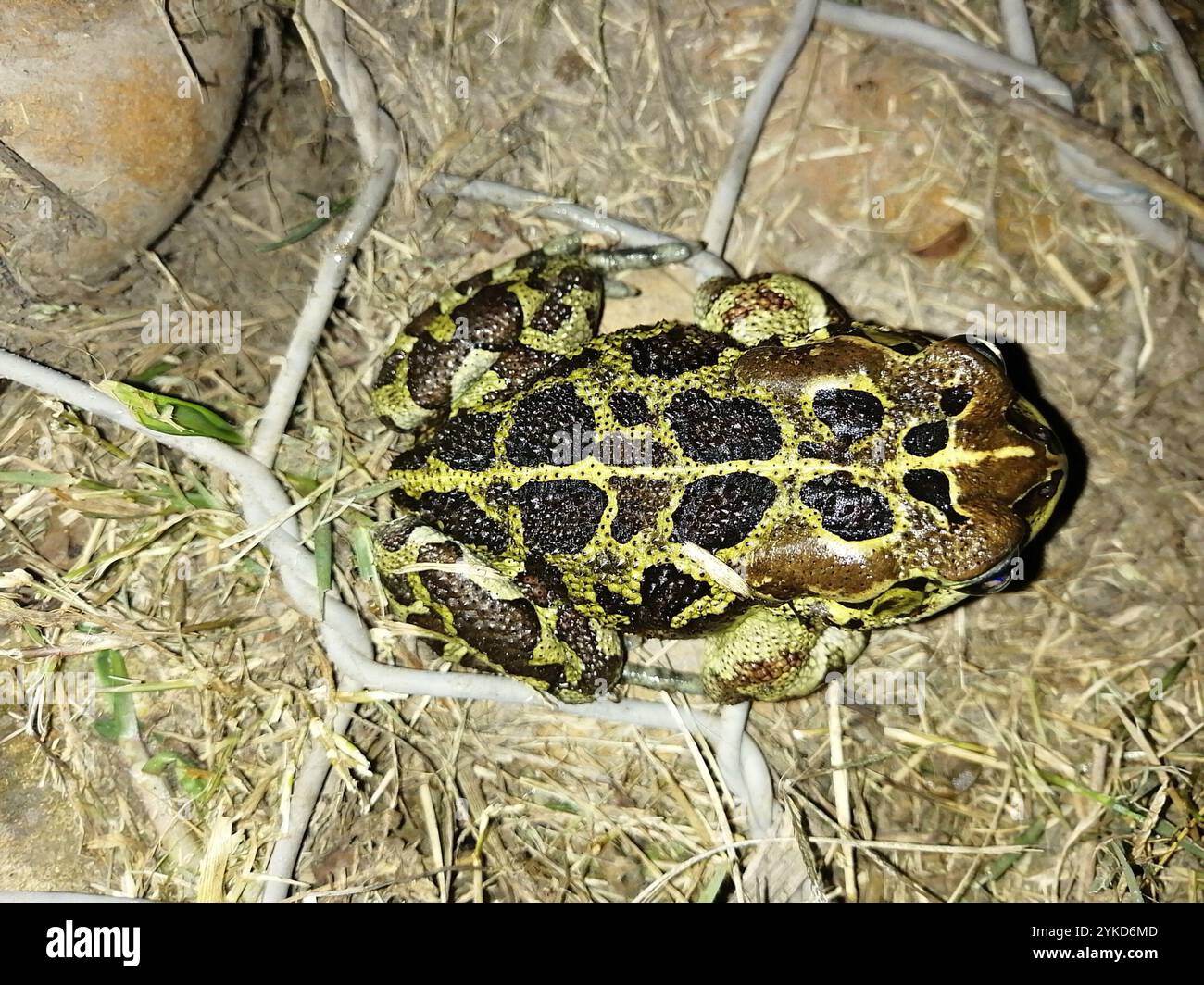 Western Leopard Toad (Sclerophrys pantherina Stock Photo - Alamy