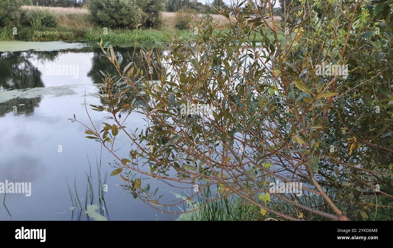 Almond Willow (Salix triandra Stock Photo - Alamy