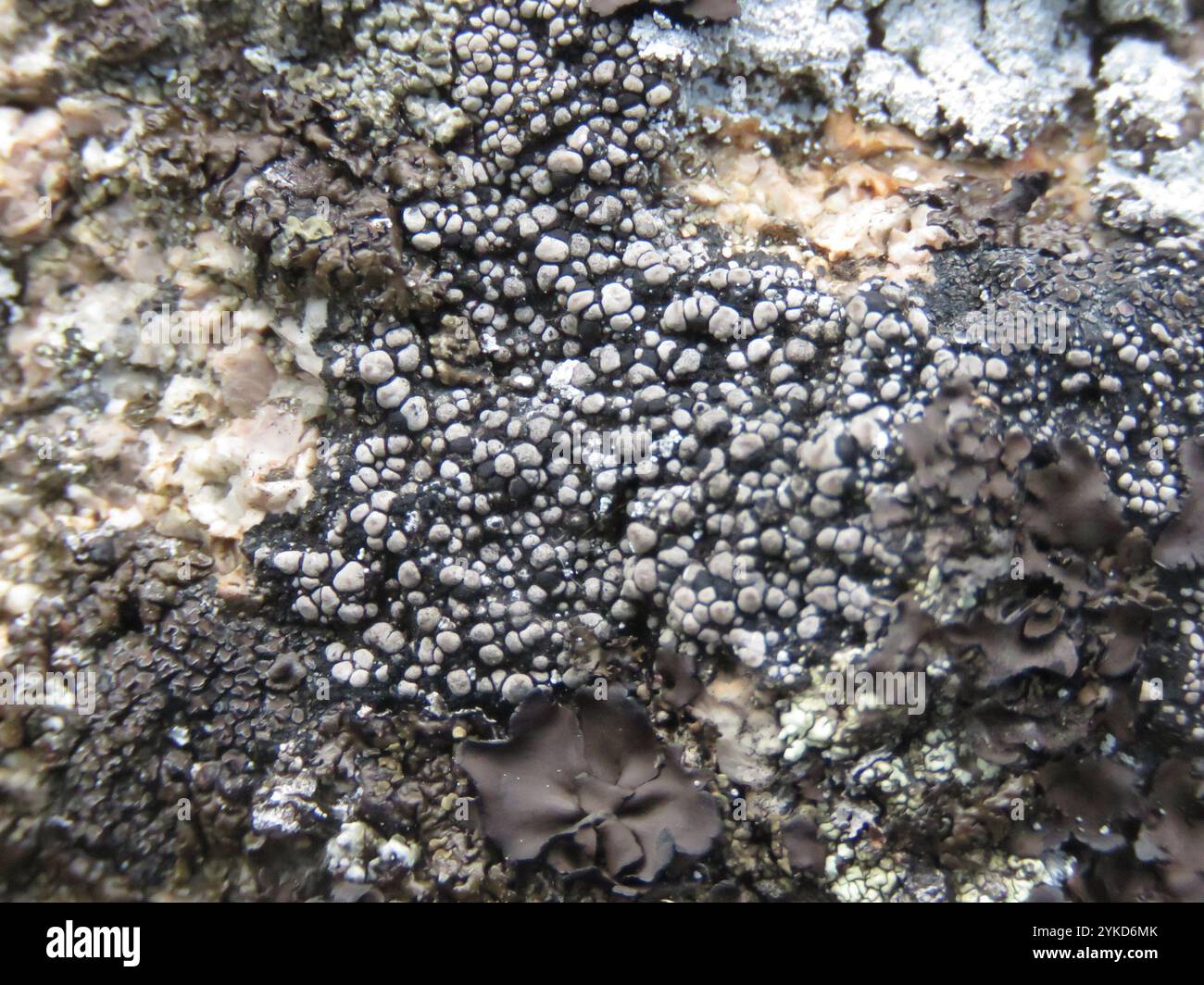 common lichens (Lecanoromycetes Stock Photo - Alamy