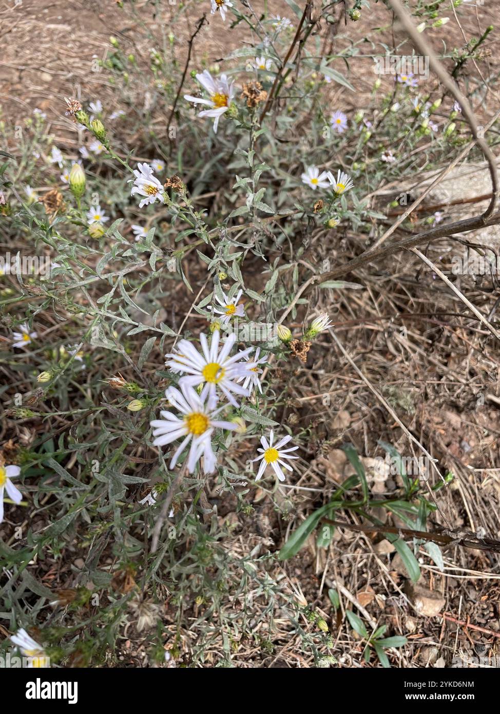 Pacific Aster (Symphyotrichum chilense Stock Photo - Alamy