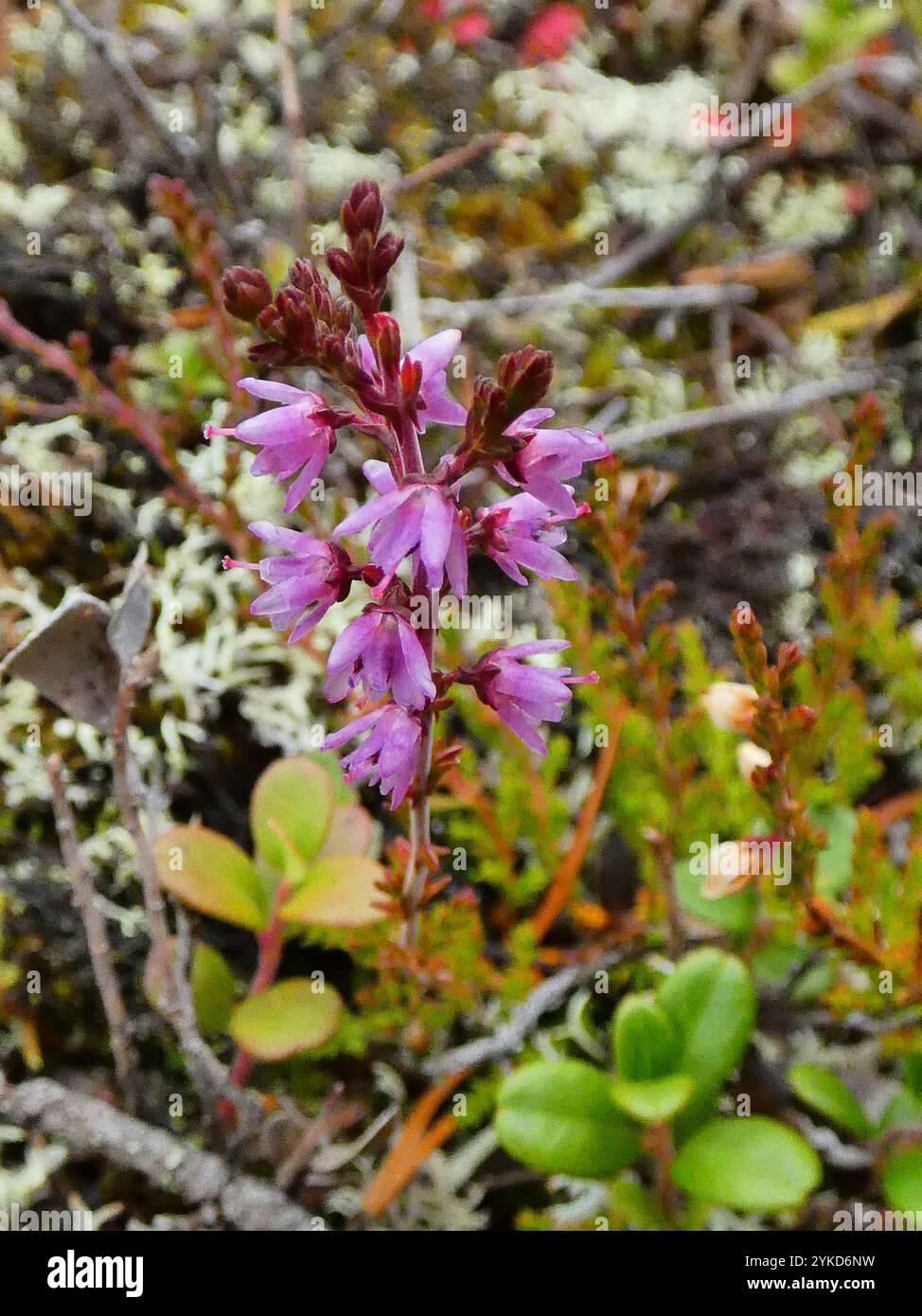 common heather (Calluna vulgaris Stock Photo - Alamy