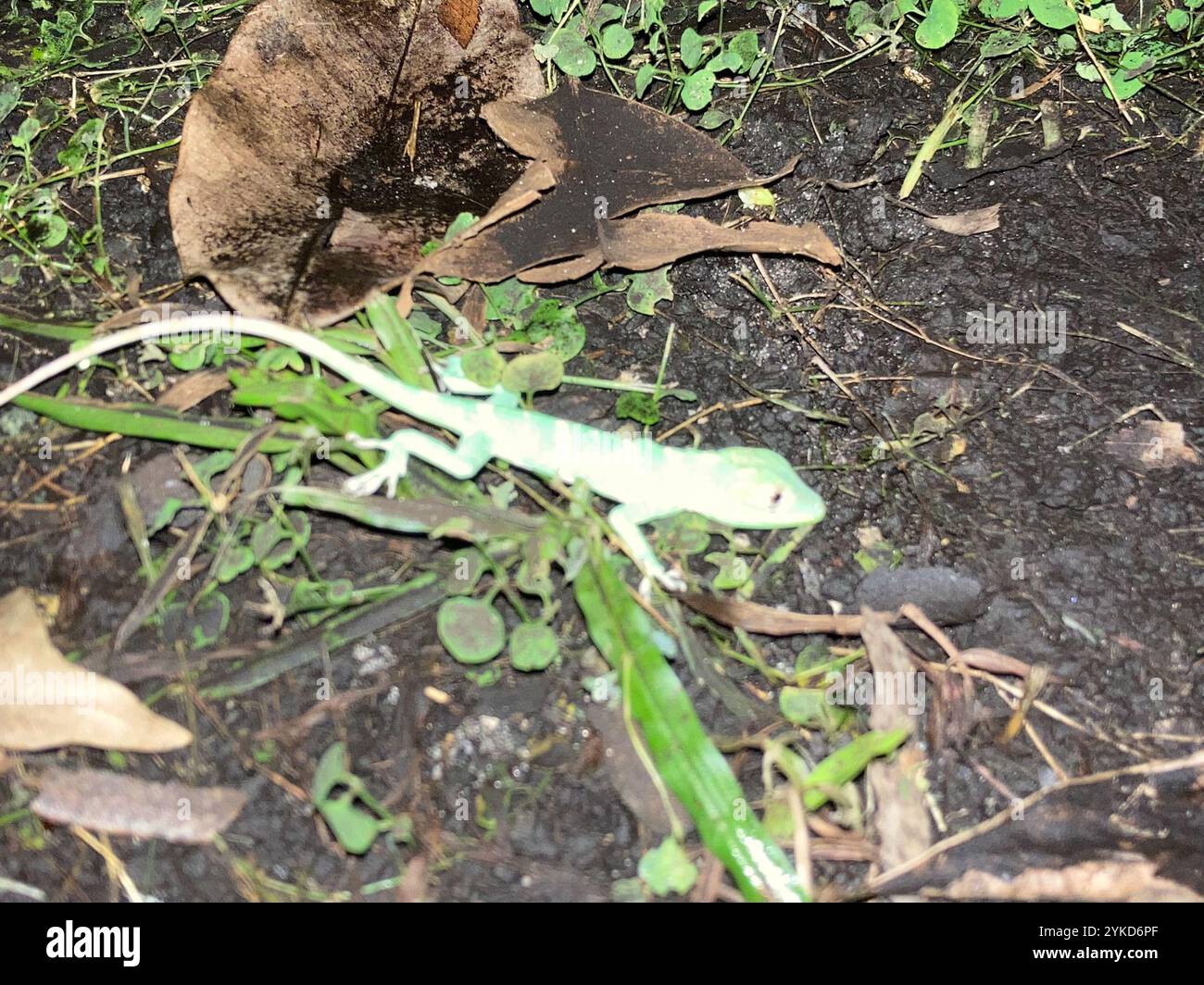 Knight Anole (Anolis equestris Stock Photo - Alamy