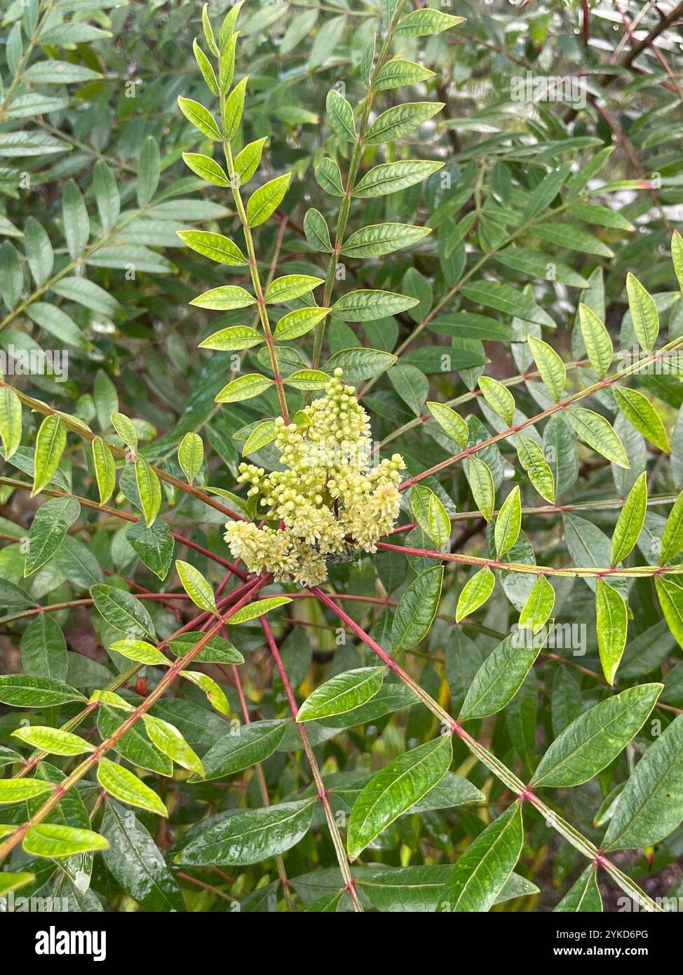 shining sumac (Rhus copallinum Stock Photo - Alamy