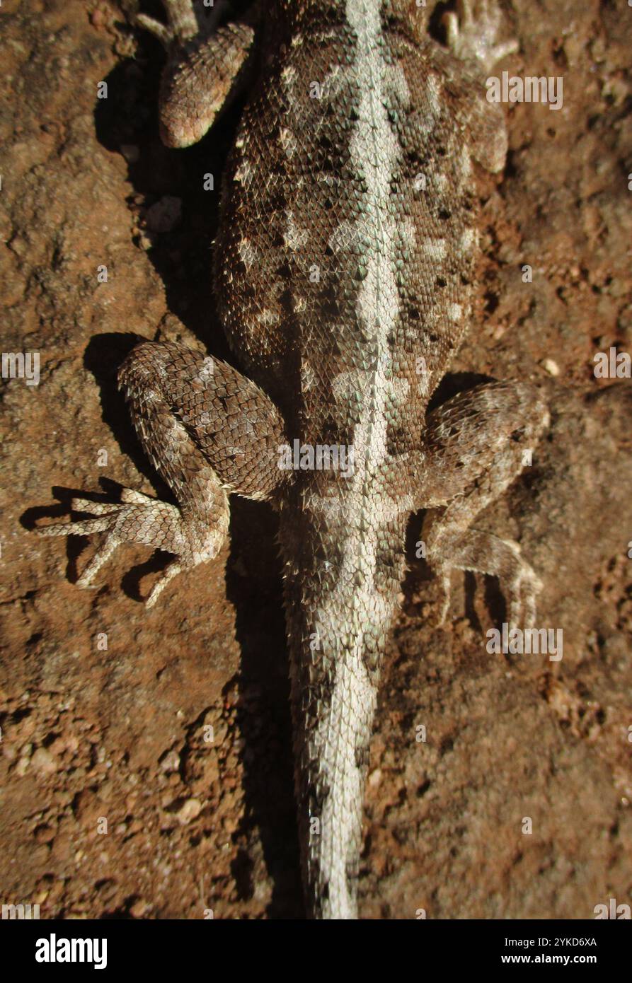 Ground Agama (Agama aculeata Stock Photo - Alamy