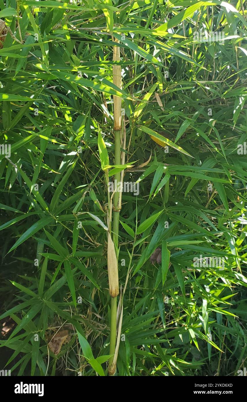 river cane (Arundinaria gigantea Stock Photo - Alamy
