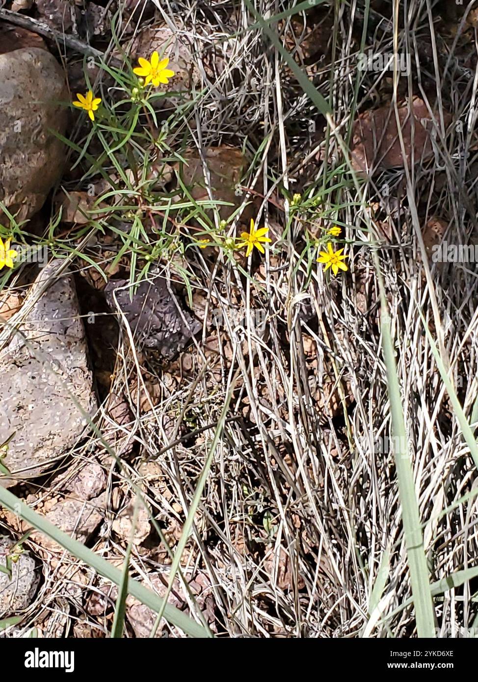 Chinchweed (Pectis papposa Stock Photo - Alamy