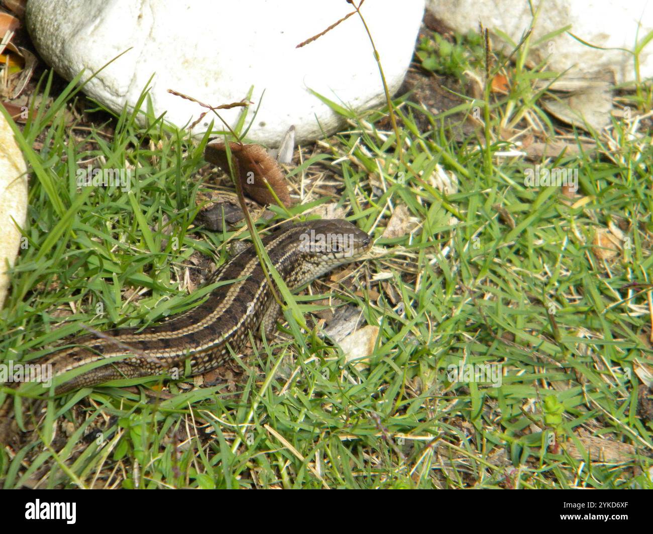 Cape Skink (Trachylepis capensis Stock Photo - Alamy