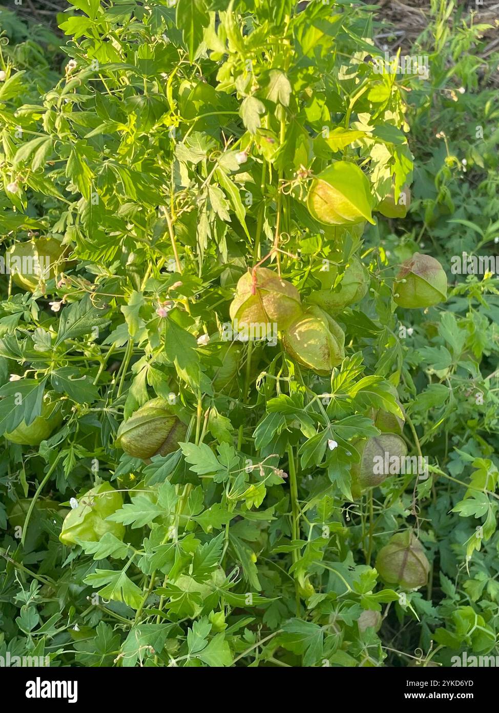 Lesser Balloon Vine (Cardiospermum halicacabum Stock Photo - Alamy