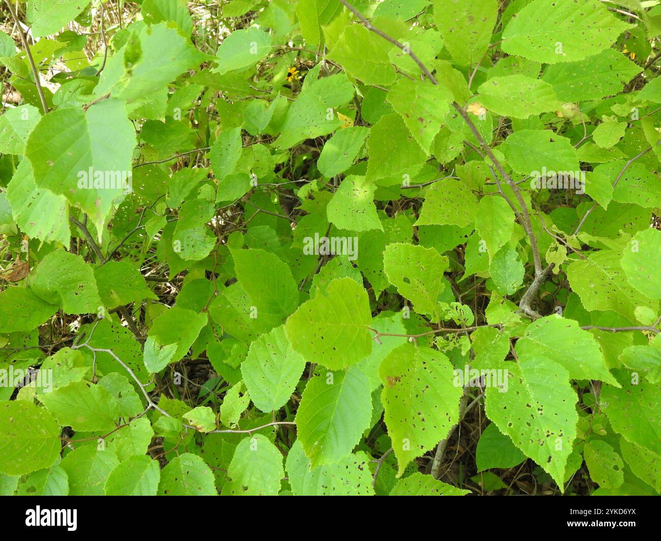 American hazelnut (Corylus americana Stock Photo - Alamy