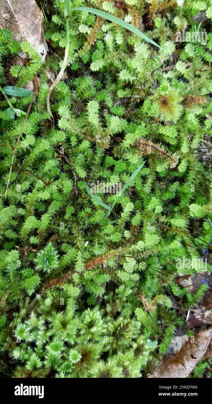 pipe-cleaner moss (Ptychomnion aciculare Stock Photo - Alamy