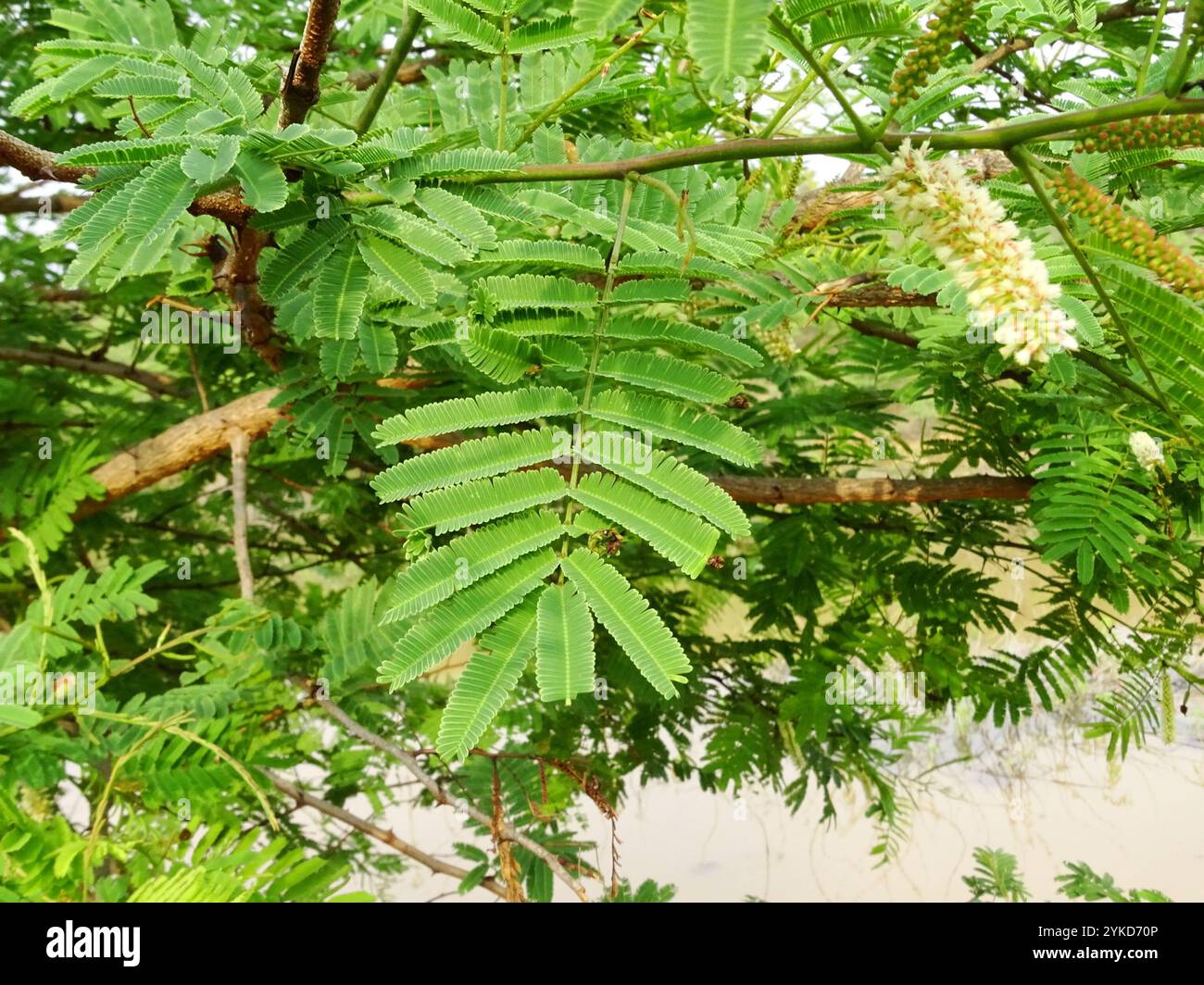 Red Cutch Tree (Senegalia chundra Stock Photo - Alamy