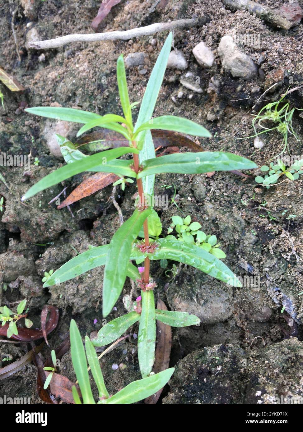 Scarlet Toothcup (Ammannia coccinea Stock Photo - Alamy