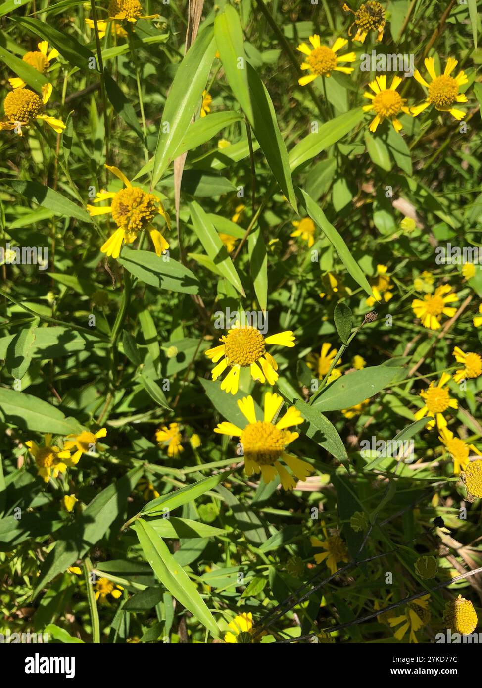 common sneezeweed (Helenium autumnale Stock Photo - Alamy