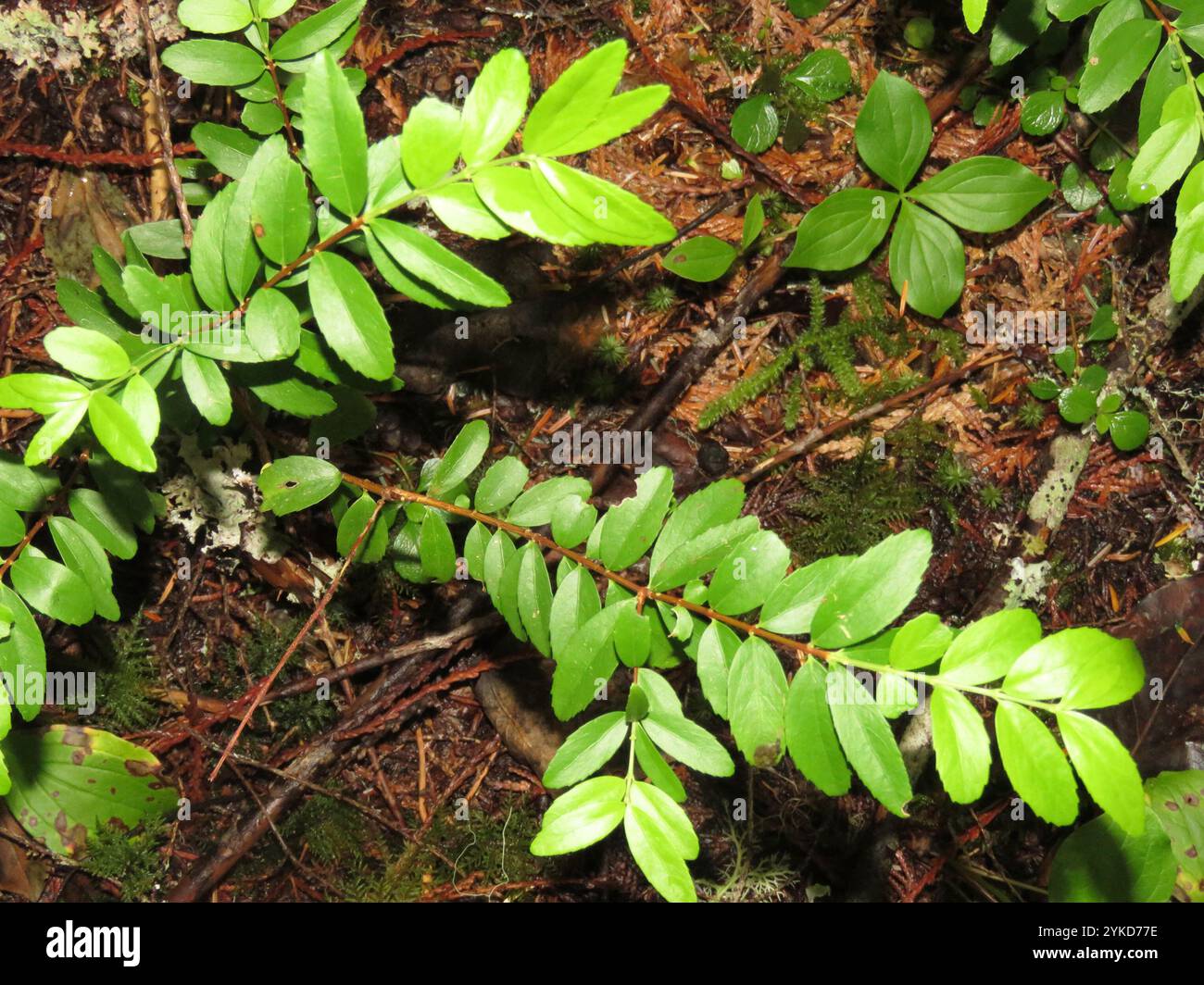 Oregon Boxwood (Paxistima myrsinites Stock Photo - Alamy