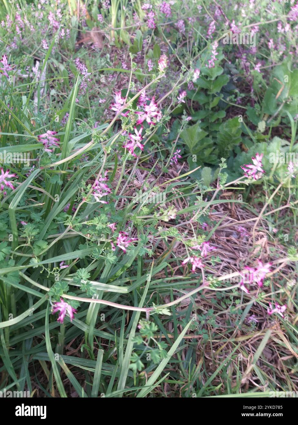 Common ramping fumitory hi-res stock photography and images - Alamy