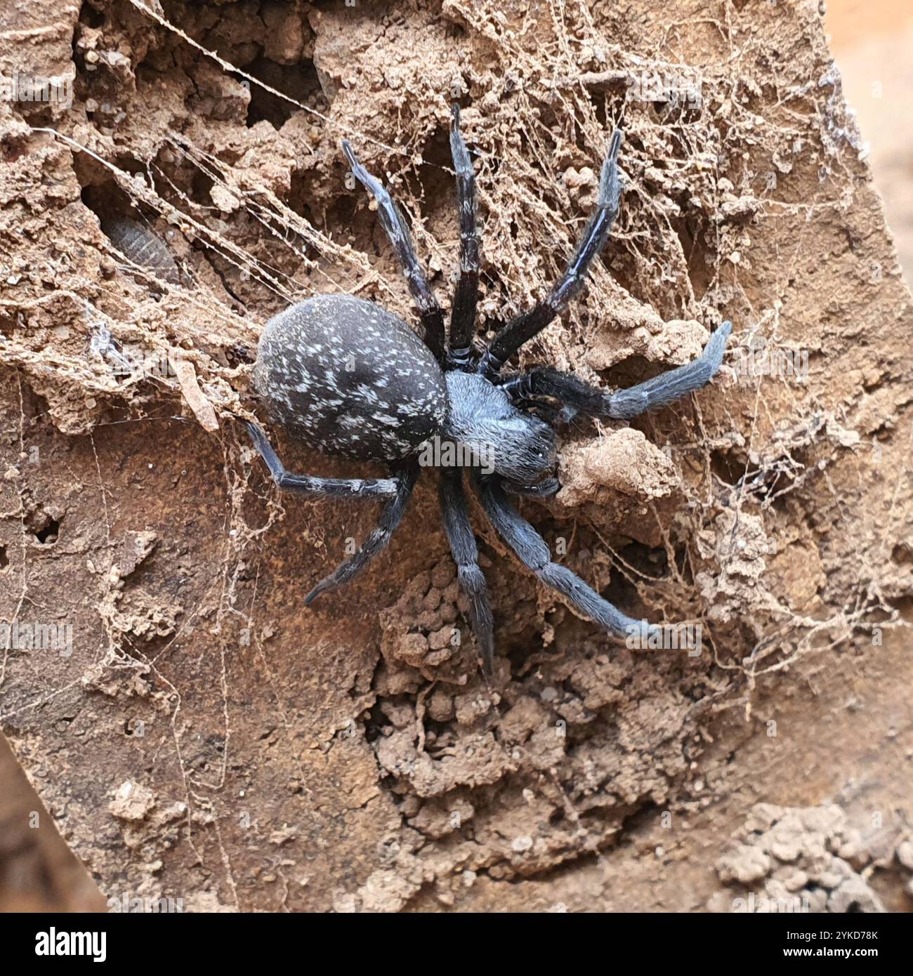 Black House Spider (Badumna insignis Stock Photo - Alamy
