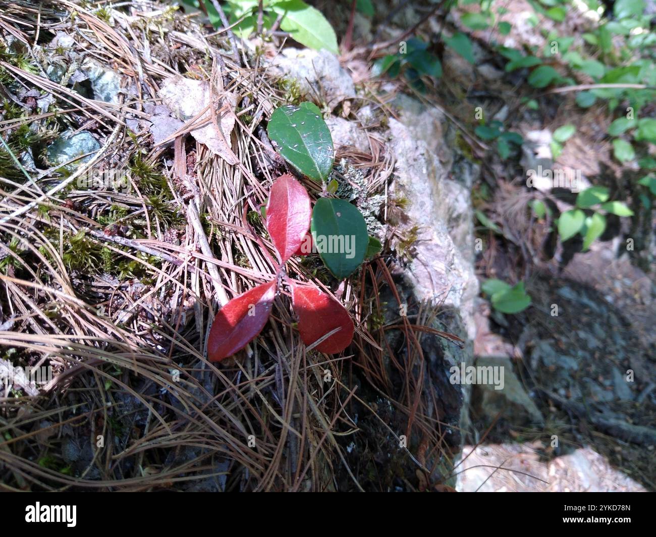 Eastern Teaberry (Gaultheria procumbens Stock Photo - Alamy