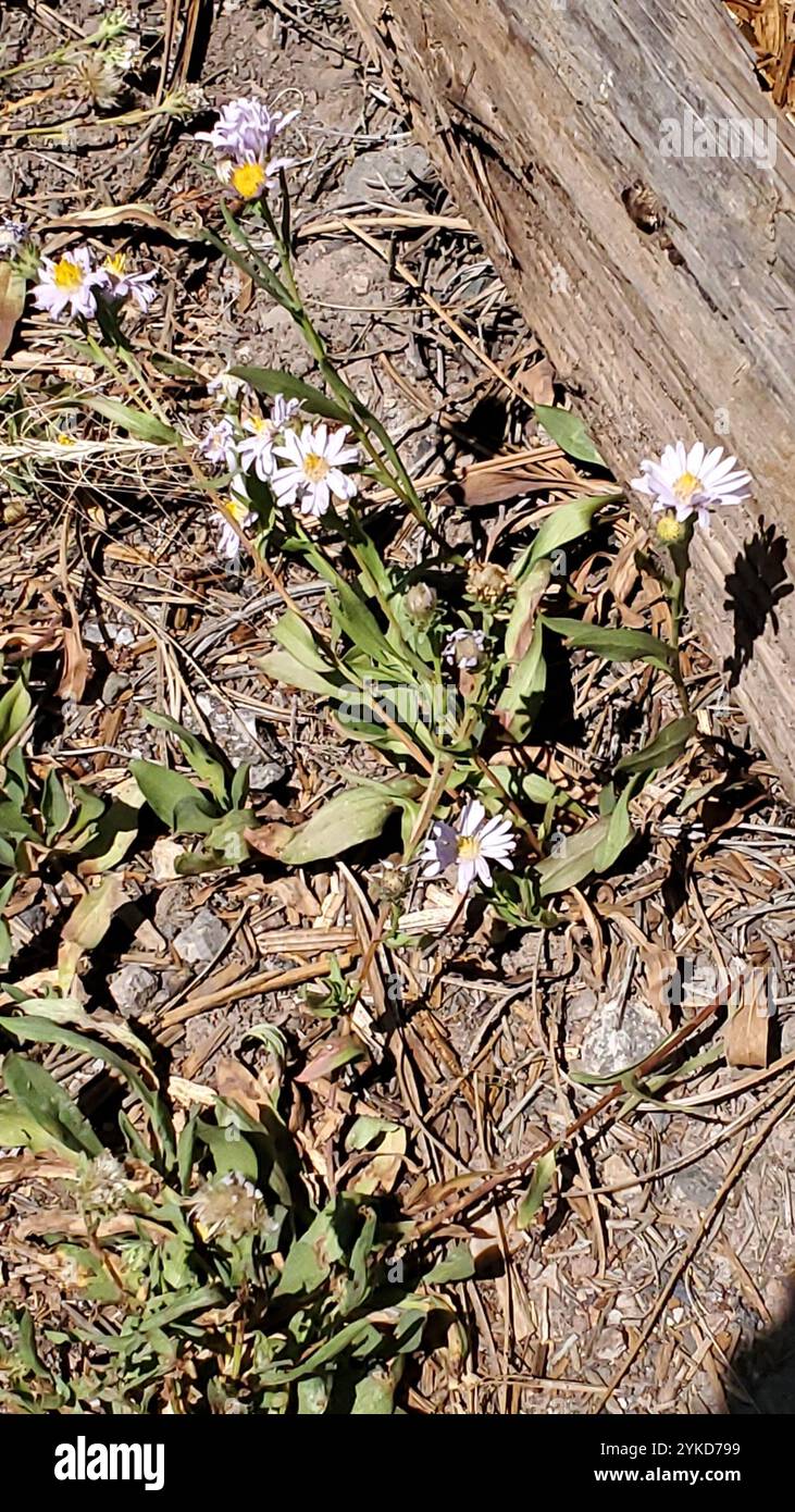 western aster (Symphyotrichum ascendens Stock Photo - Alamy
