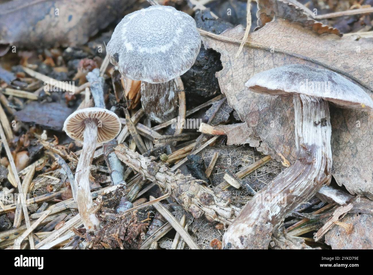 Pelargonium webcap hi-res stock photography and images - Alamy