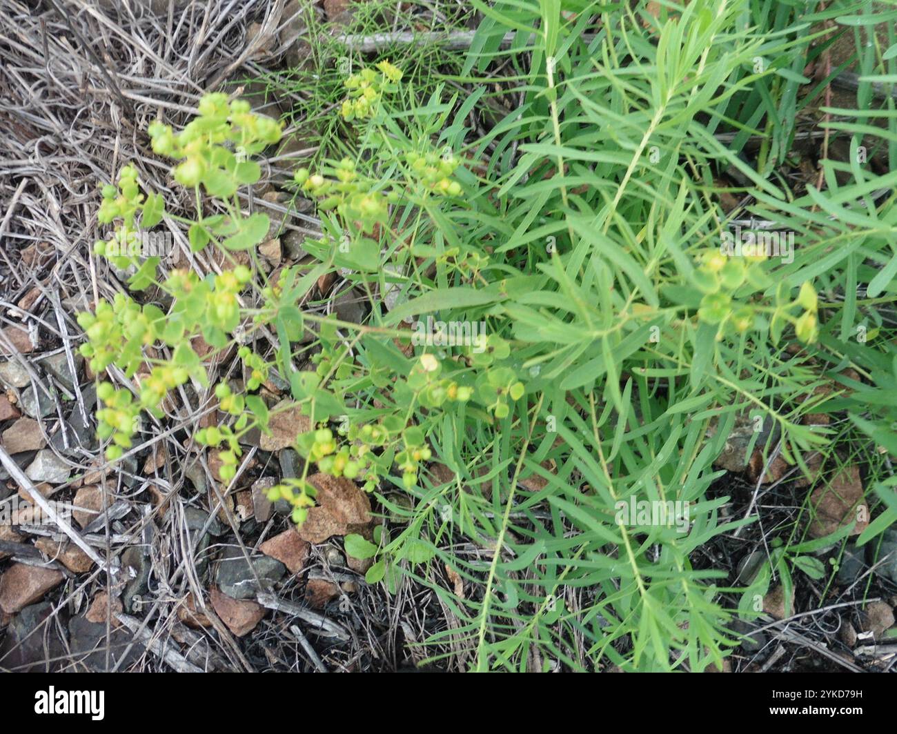 Slender Leafy Spurge (Euphorbia virgata Stock Photo - Alamy