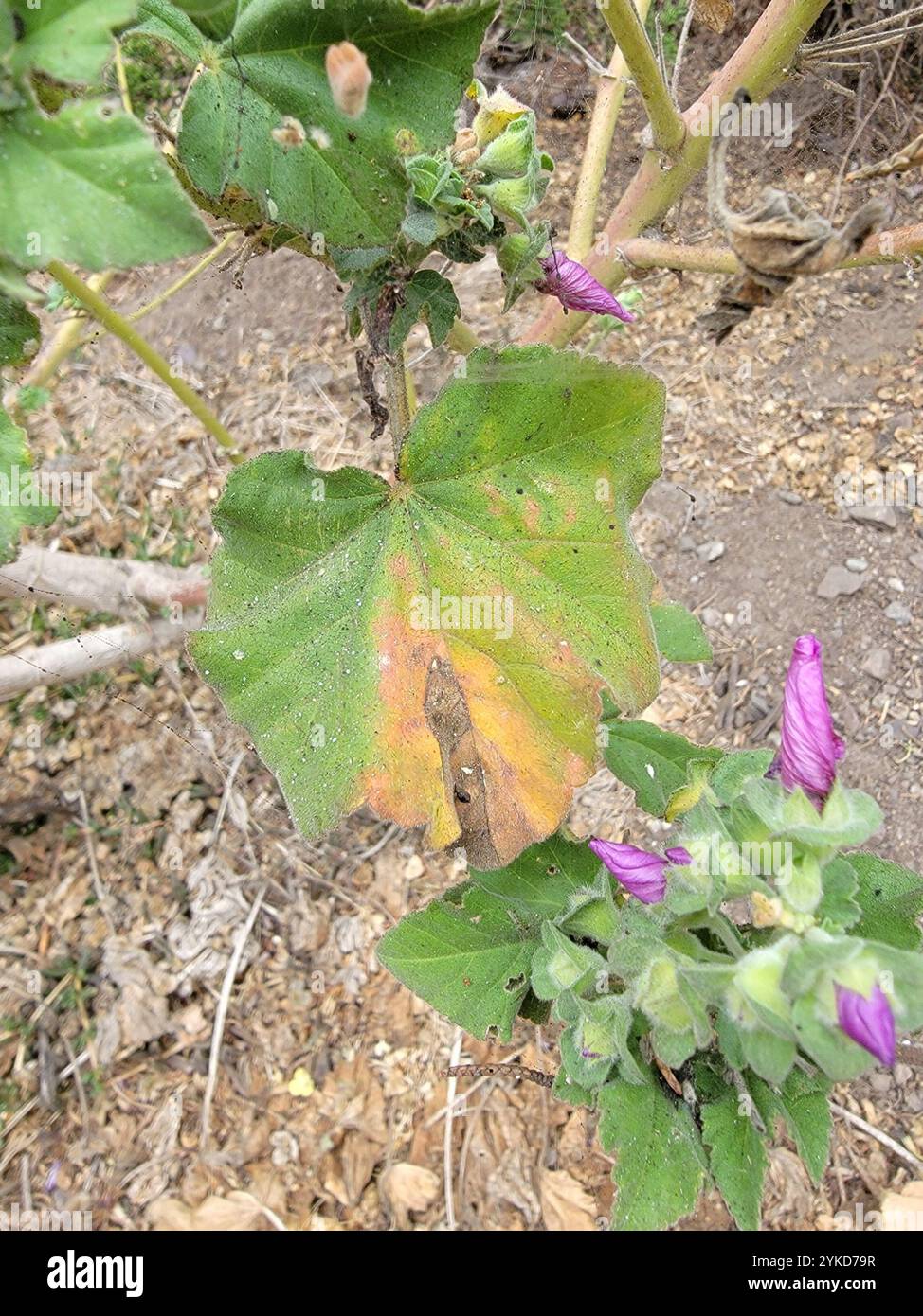 Tree Mallow (Malva arborea Stock Photo - Alamy