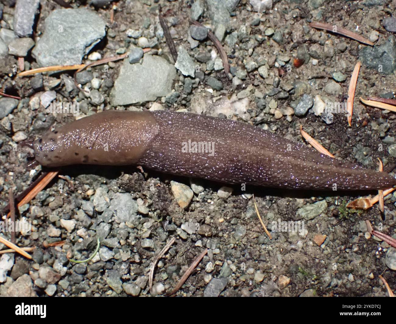 Leopard Slug (Limax maximus Stock Photo - Alamy