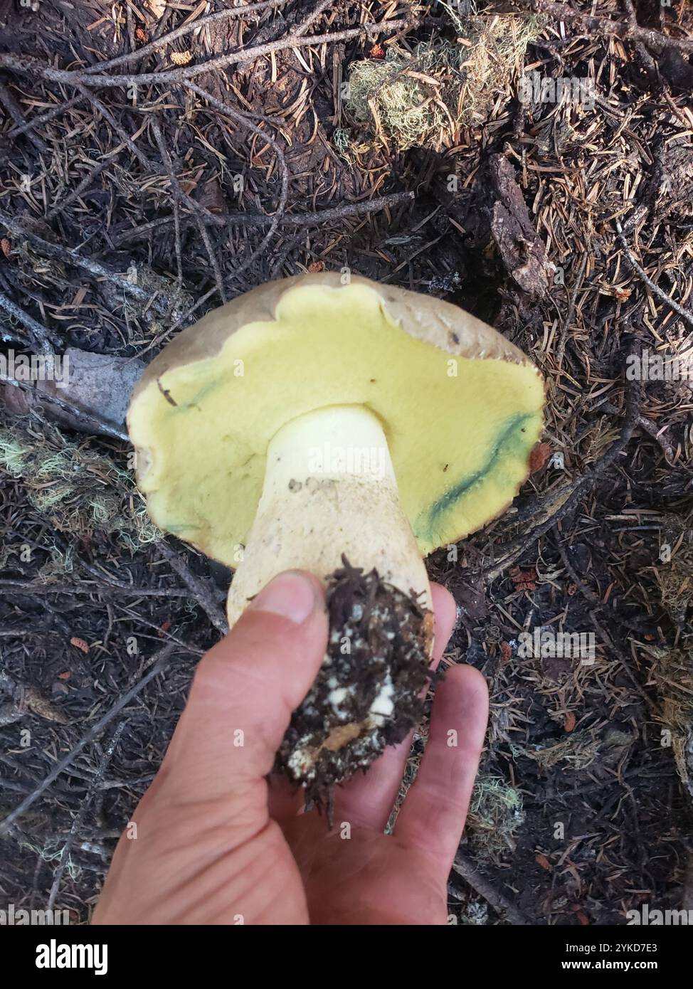 Dark Bitter Bolete (Caloboletus conifericola Stock Photo - Alamy