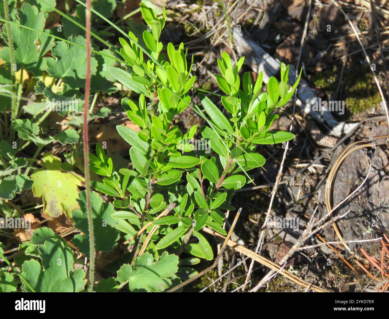 Oregon Boxwood (Paxistima myrsinites Stock Photo - Alamy